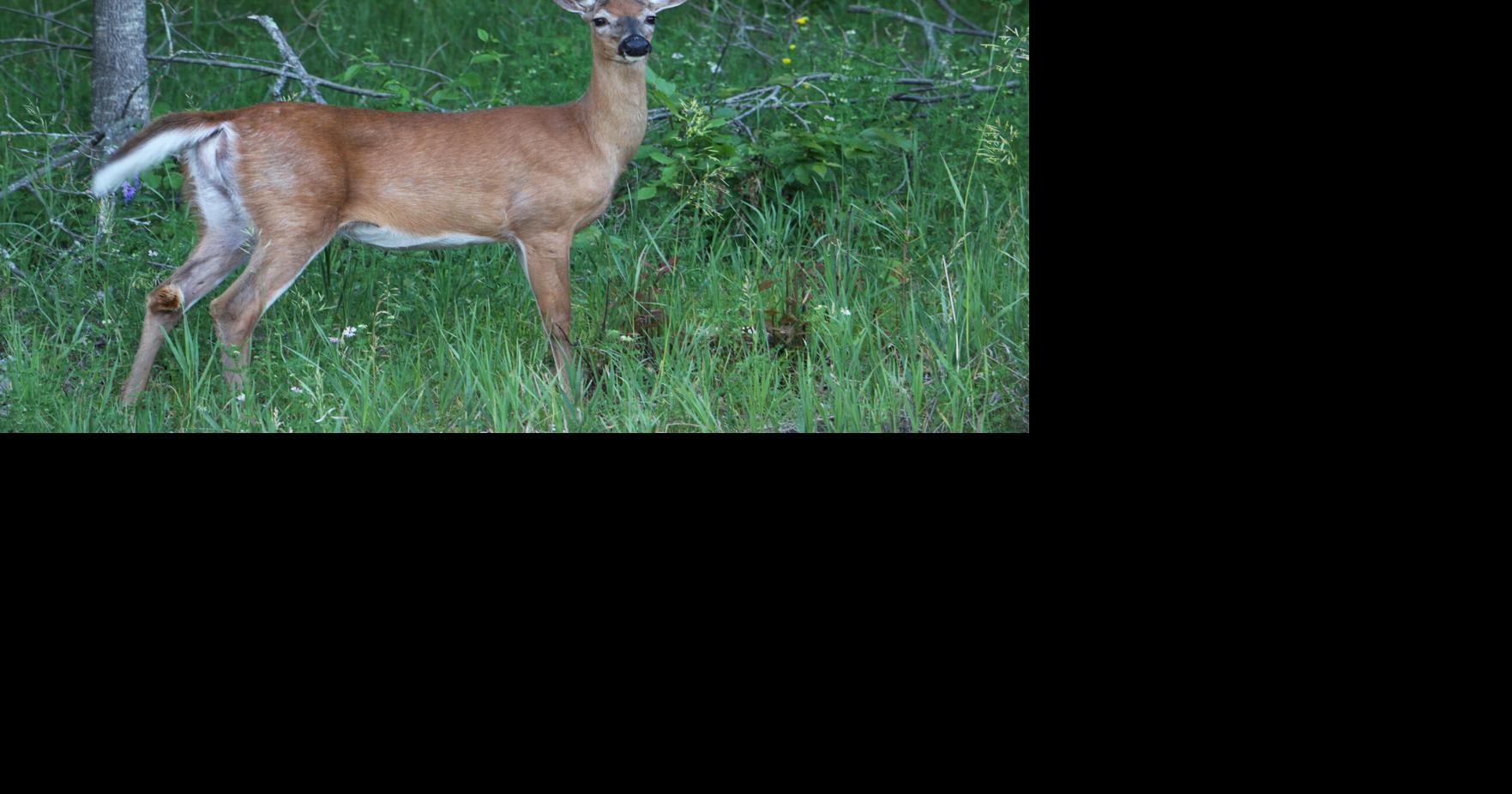 How to avoid hitting a deer and what to do if you can't