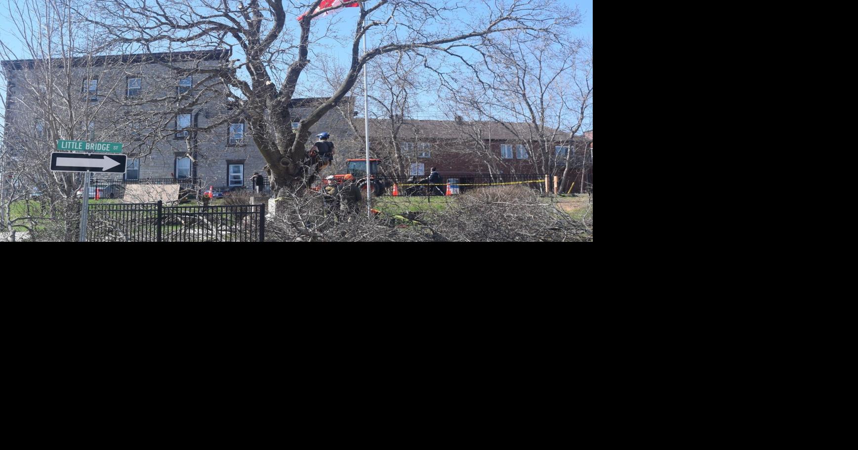 Famed Almonte tree cut down as cenotaph undergoes renovation