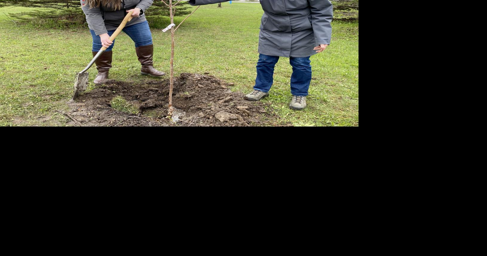 Mississippi Mills gives life to bicentennial tree