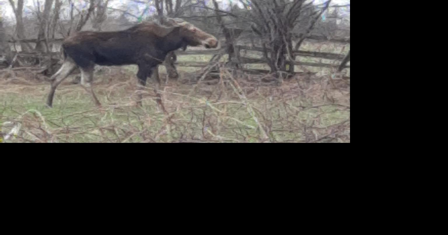 Middleville moose makes appearance