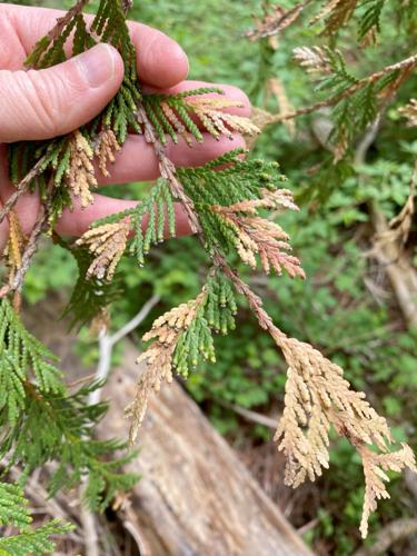What’s up with the brown cedar trees in Renfrew county?