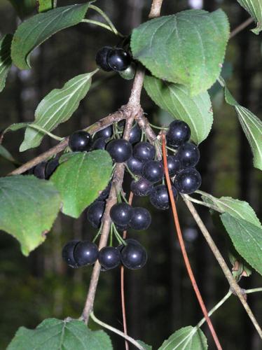 Help control invasive buckthorn on April 20