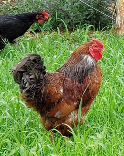 Robinson Road residents seeing Rhode Island Red as rogue roosters cause ...