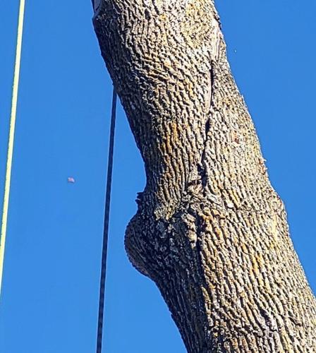 Famed Almonte tree cut down as cenotaph undergoes renovation