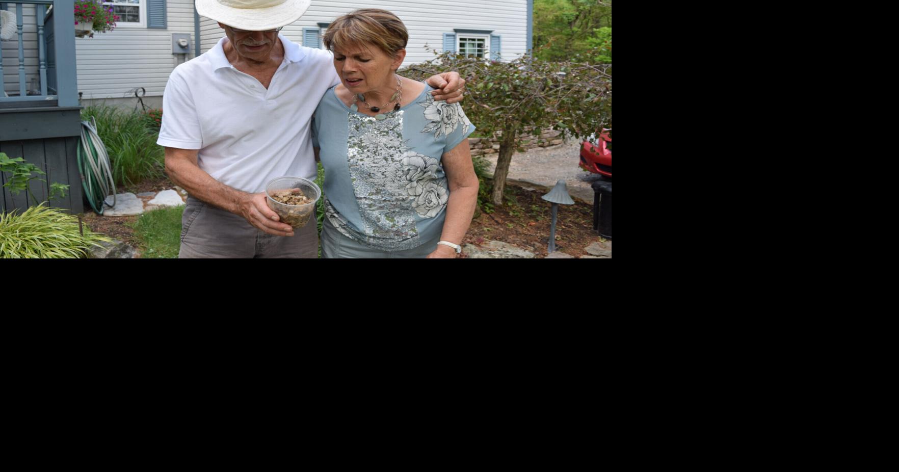 ‘It’s time to recognize the destruction’: Gypsy moth infestation ...