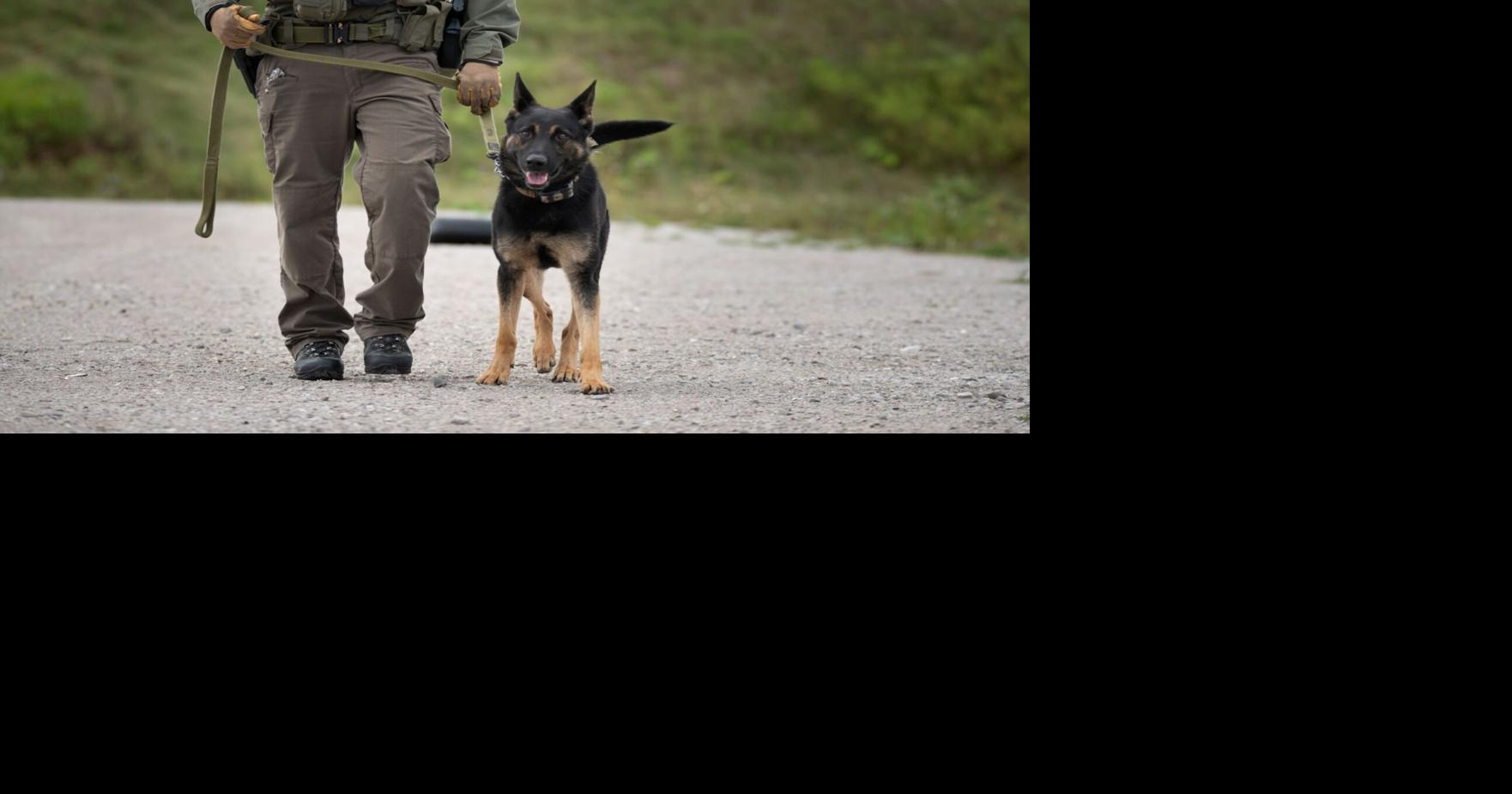 Attempted break-in on Hooper Street in Carleton Place: OPP