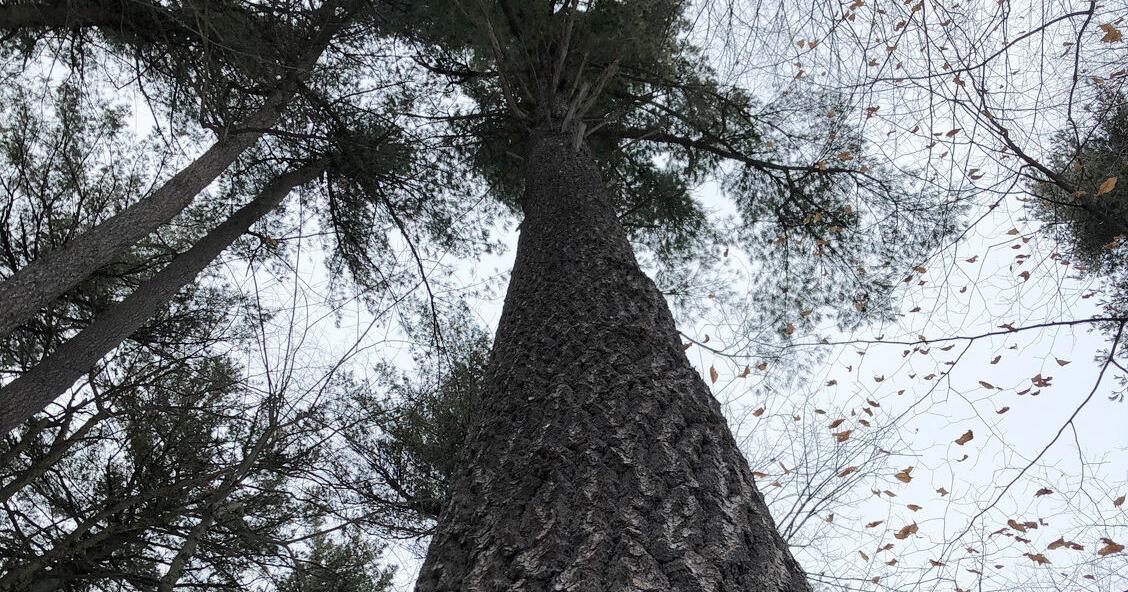 ‘Emergency tree work’: Arnprior’s Gillies Grove Nature Reserve closed ...