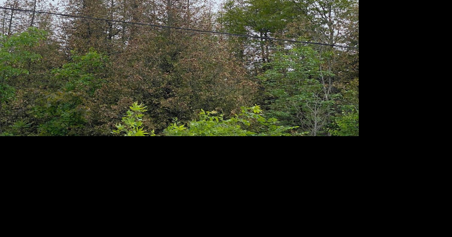 What’s up with the brown cedar trees in Renfrew county?