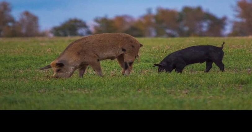 Wild pigs on the loose in eastern Ontario