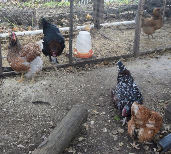 ‘There are a number of benefits’: Carleton Place couple wants town to ...