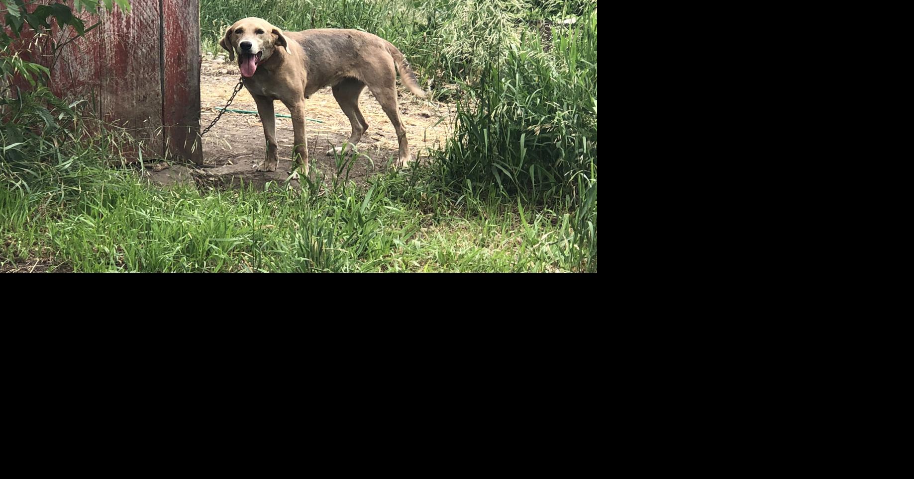 OPP charge Elgin man following animal welfare investigation — animals ...