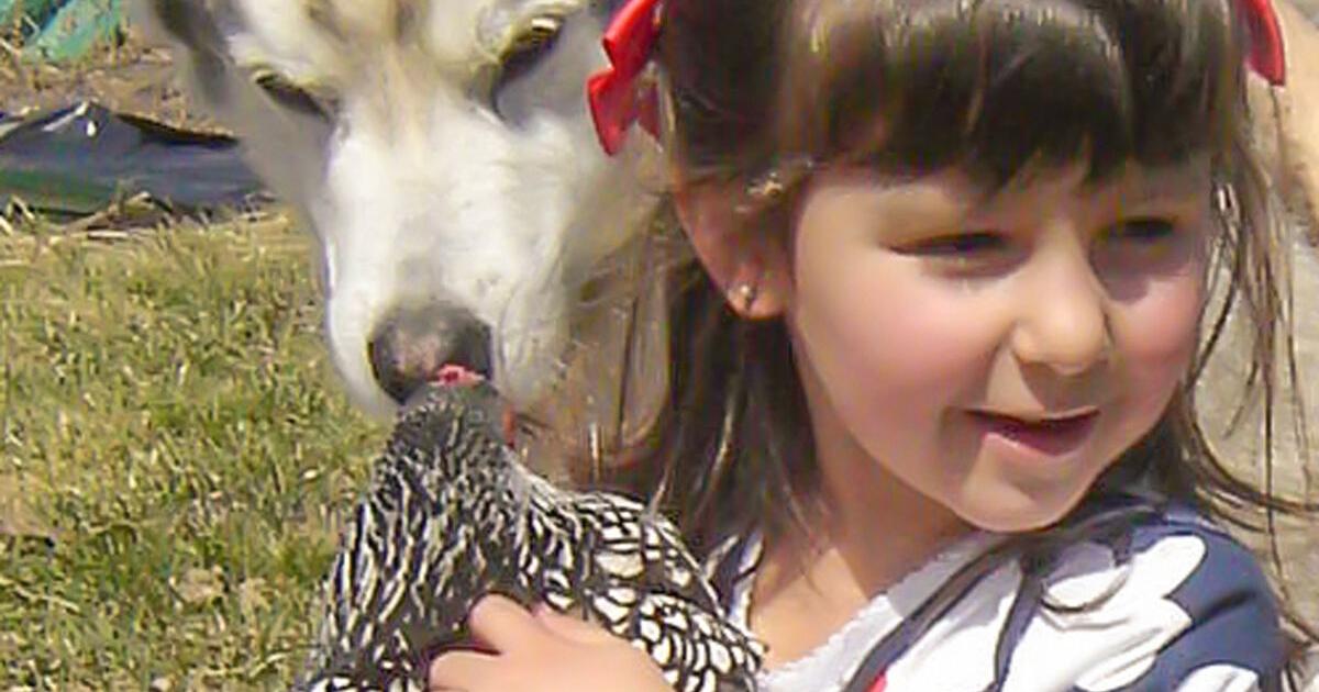WITH POLL: Arnprior councillor to call for backyard chicken pilot project