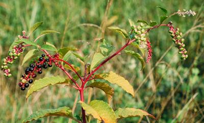 Top 7 most toxic plants found in Ontario