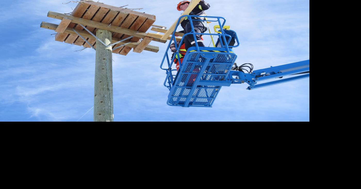 Mating ospreys find safe shelter for young at OPG hydro stations