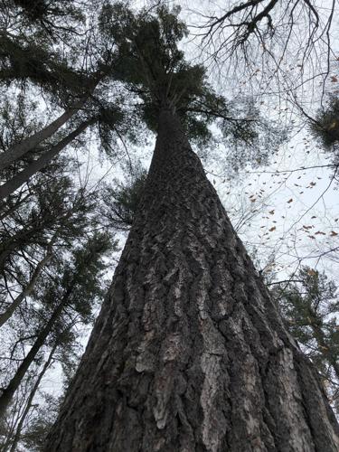 Ontario’s tallest tree in Arnprior still standing but site closed to ...