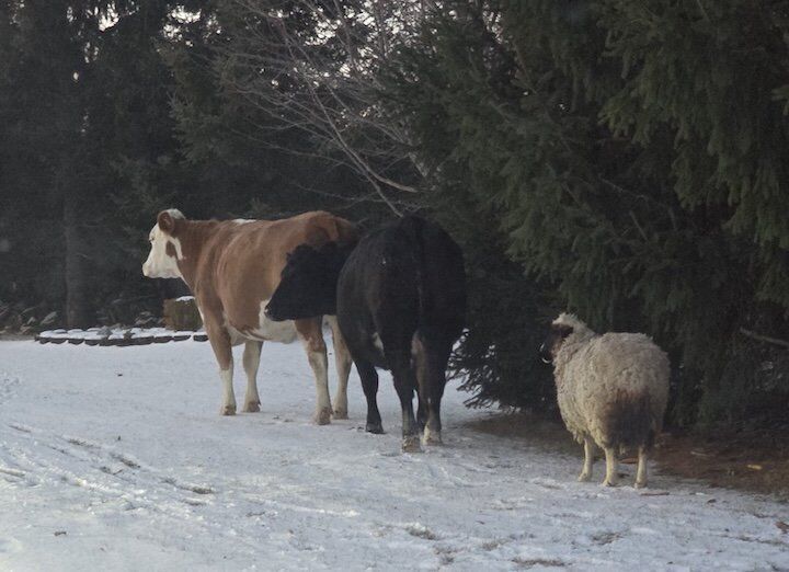 Have you herd? 2 cows, 1 sheep tour downtown Kemptville