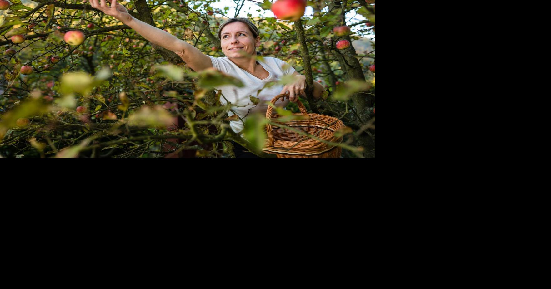 4 apple orchards to visit in the Ottawa Valley