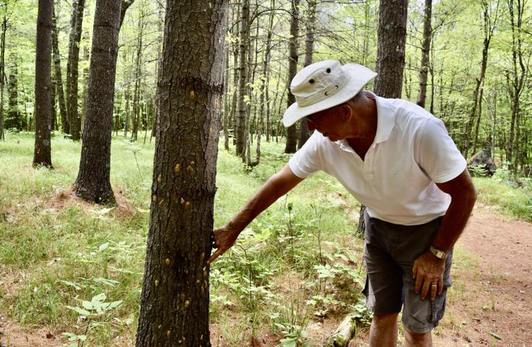 ‘It’s time to recognize the destruction’: Gypsy moth infestation ...