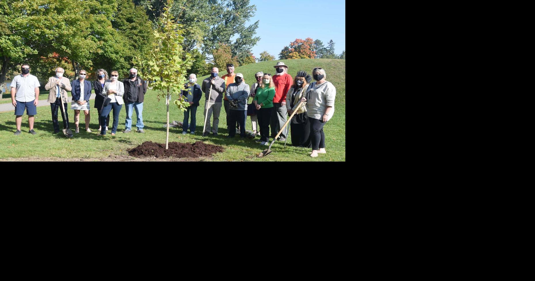 Mabel the Maple: Carleton Place’s Riverside Park gets new sugar maple ...