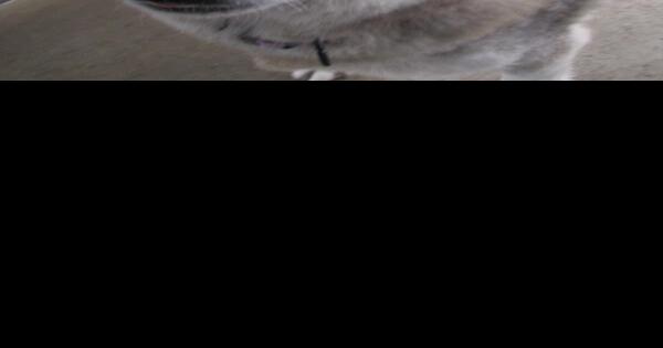 Homeless huskies to spend Christmas at the shelter