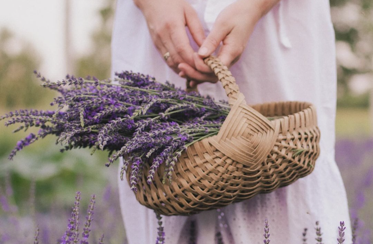 New pick-your-own lavender field opens in Almonte