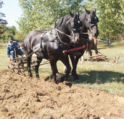 Sun shines on plowing match