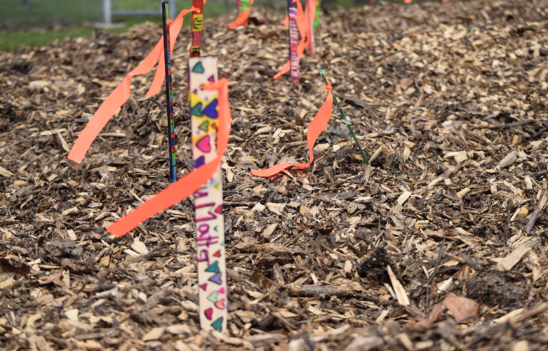 Mini forest coming to Corbett Park in Smiths Falls