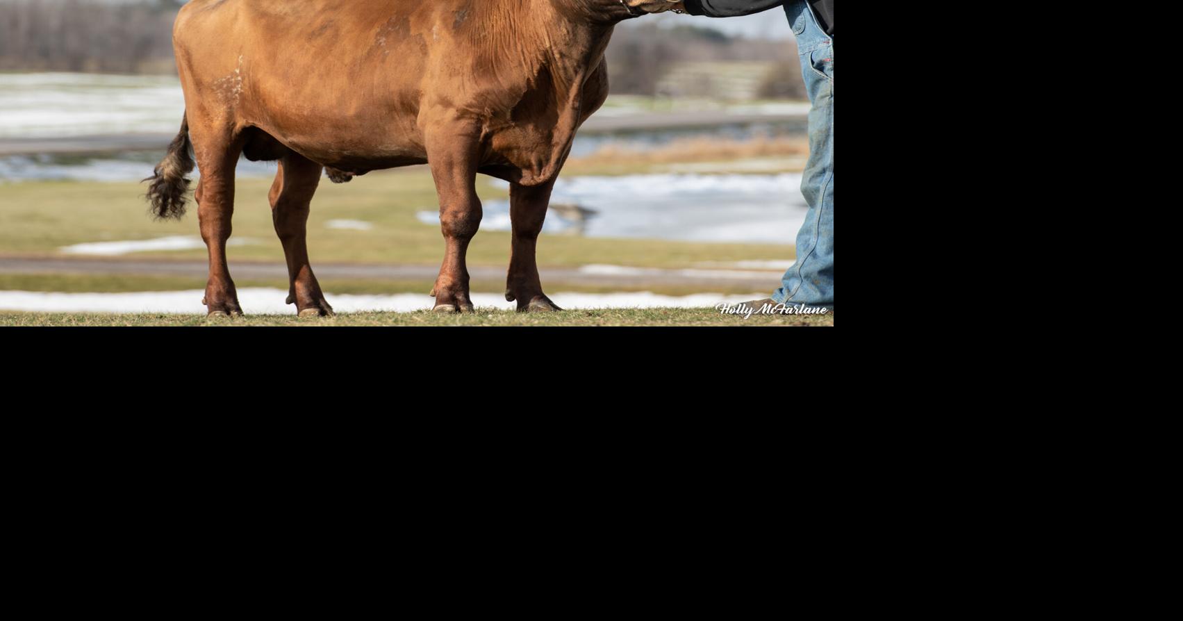 ‘I’m proud’: Prized Portland area Ayrshire cattle genetics live on in ...