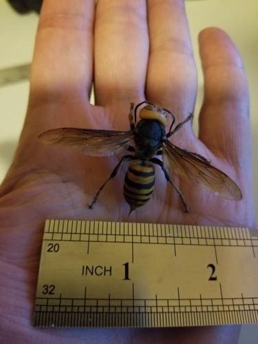 Think you saw a ‘murder hornet’ in Ontario? Report it