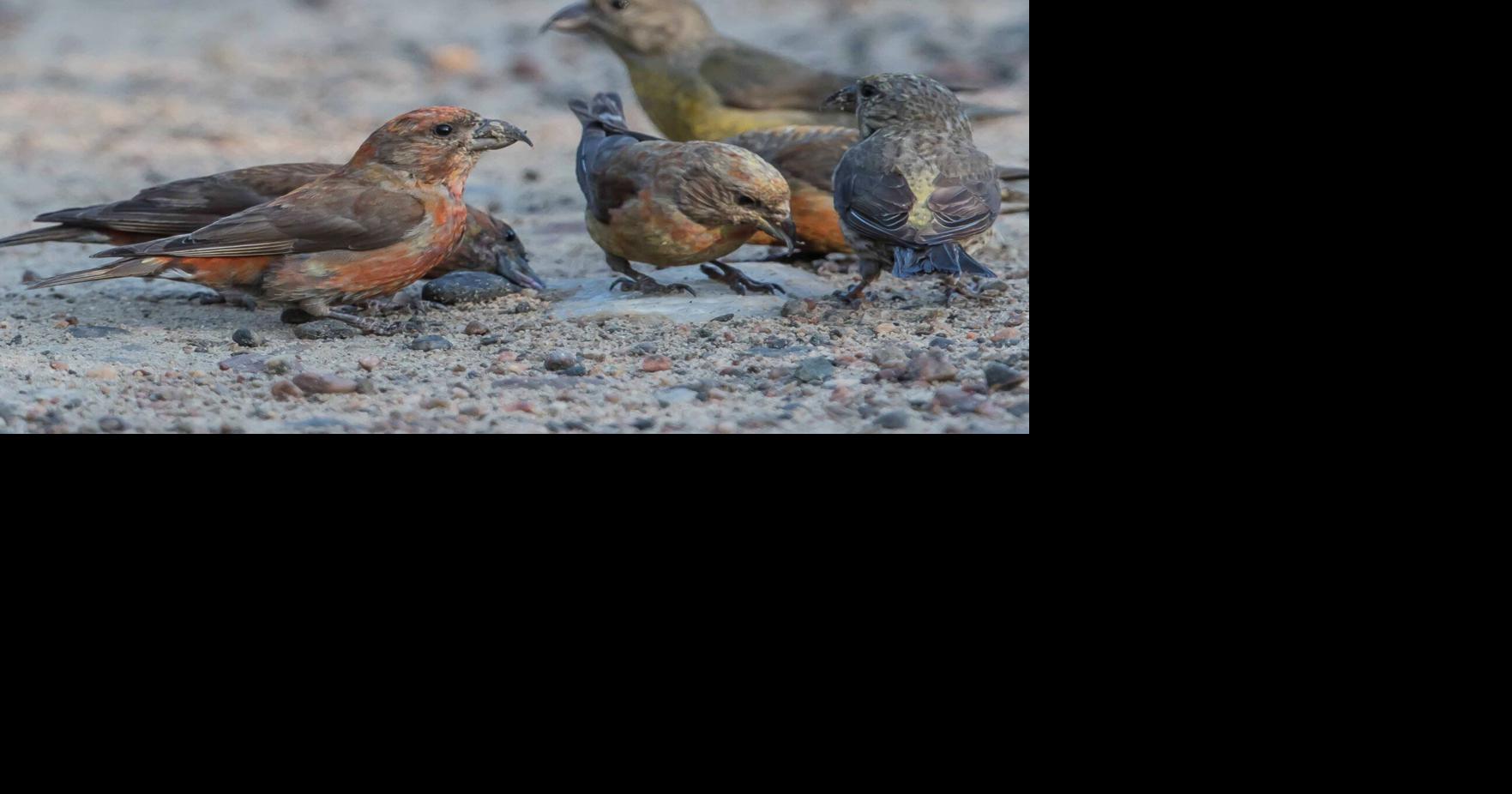 The bird with the messed-up beak