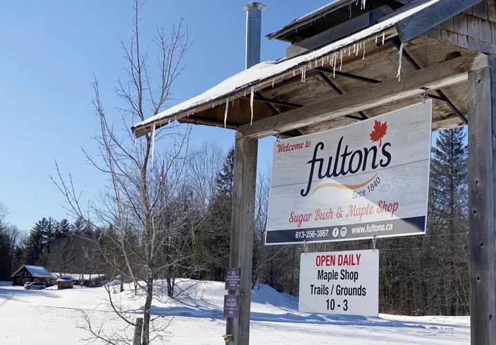 Lanark County sees record setting maple sap run