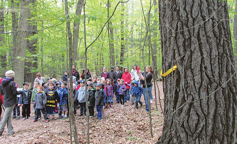 Arnprior officially home to Ontario’s tallest tree