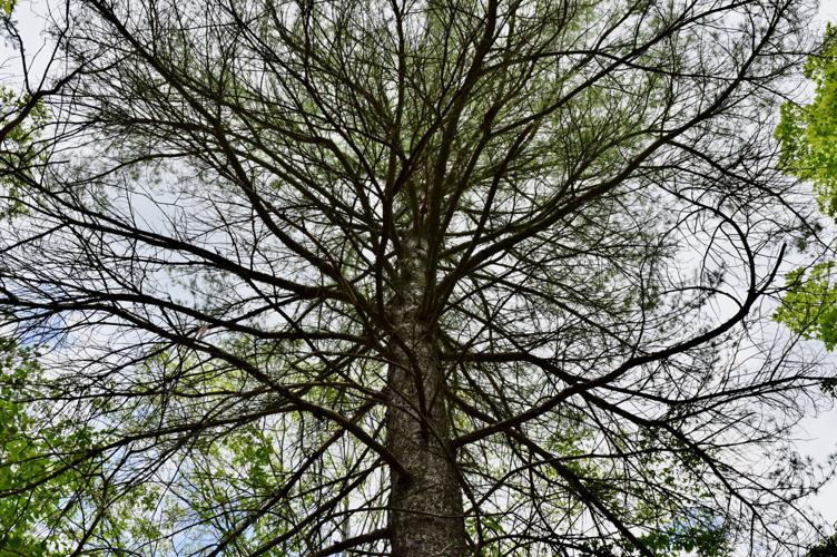 ‘It’s time to recognize the destruction’: Gypsy moth infestation ...