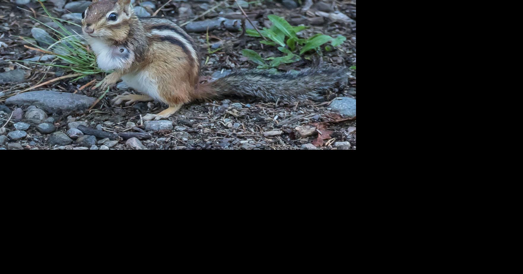 Chipmunks carry strange passengers