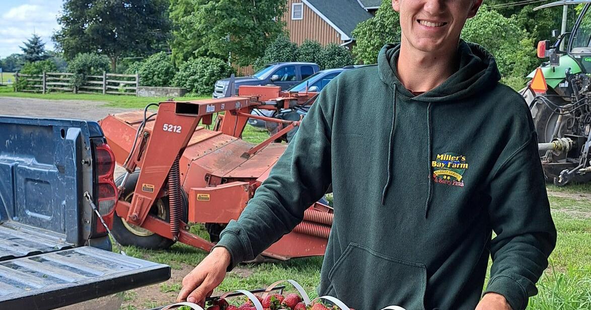 Miller’s Bay Farm offers late season fall strawberries