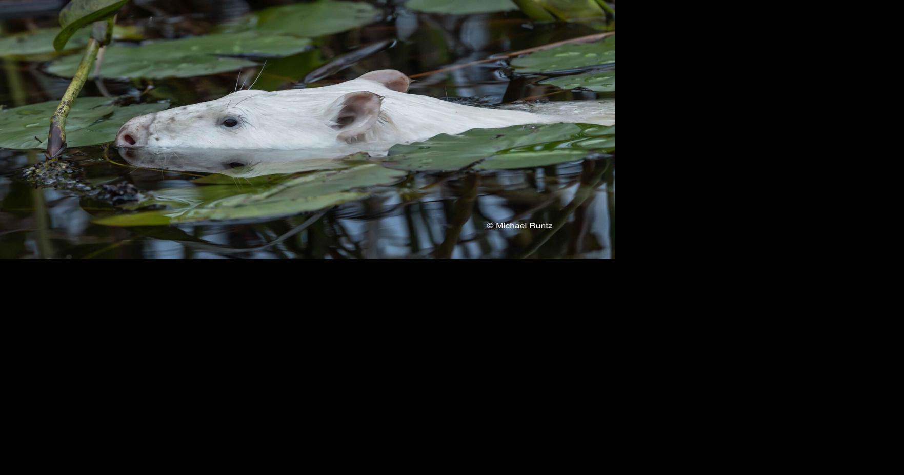 Rare white beaver spotted near Perth