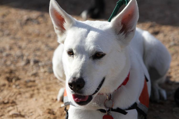 Humane Society of Southern Arizona breaks ground on new location | News ...
