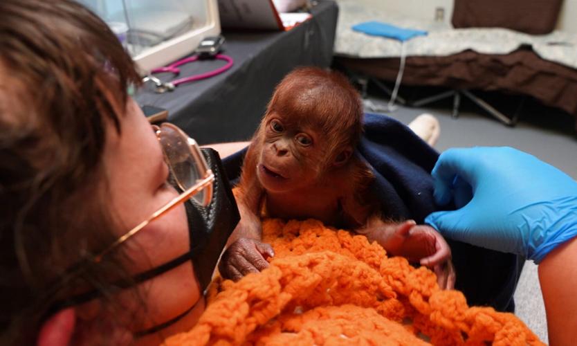 Beautiful baby orangutan born via rare C-section | Nation | iosconews.com