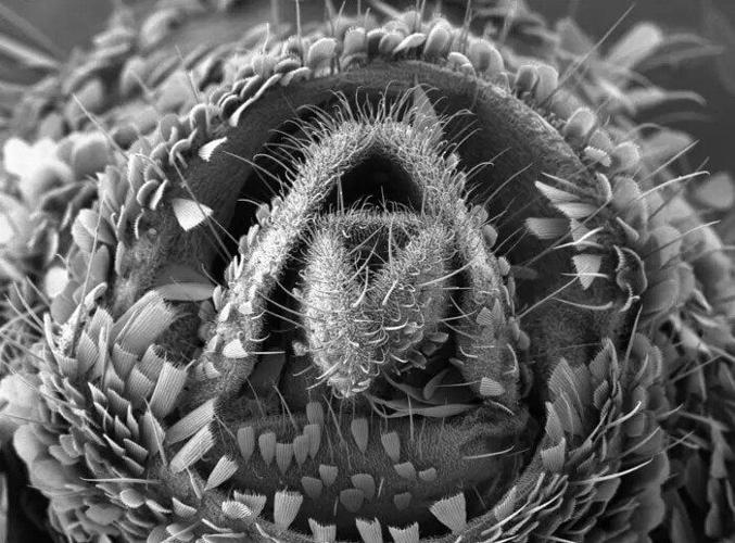 Scientists discover female mosquitoes control mating, not males ...