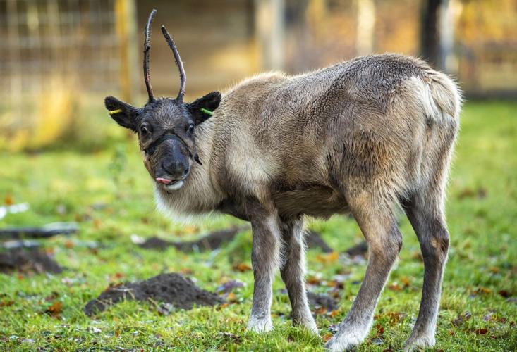 Bad news for Santa: Climate change could take out reindeer | Nation ...