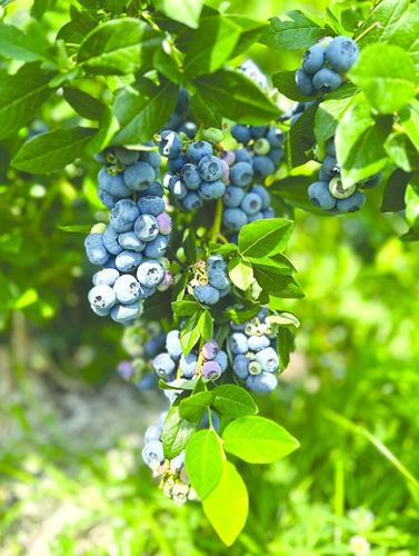 Tawas Blueberry Farm picked for national 40 Under Forty Class of 2025 ...