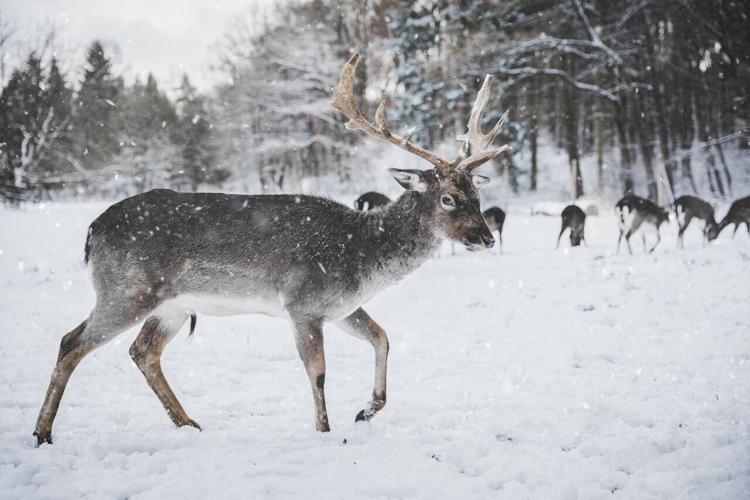 Bad news for Santa: Climate change could take out reindeer | Nation ...