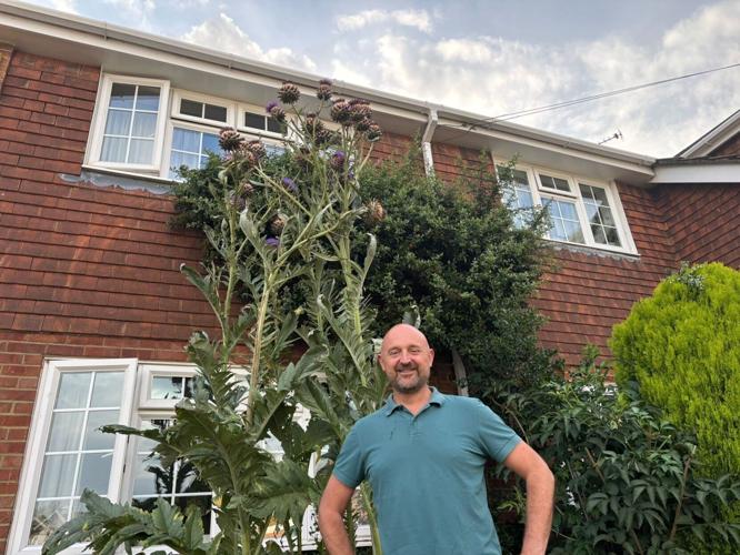 Towering artichoke plant awarded new Guinness World Record | Nation ...