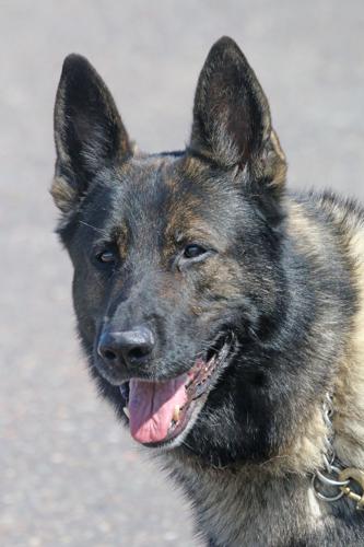 Retired Chisago County K9 Kilo passes away | News | isanti ...