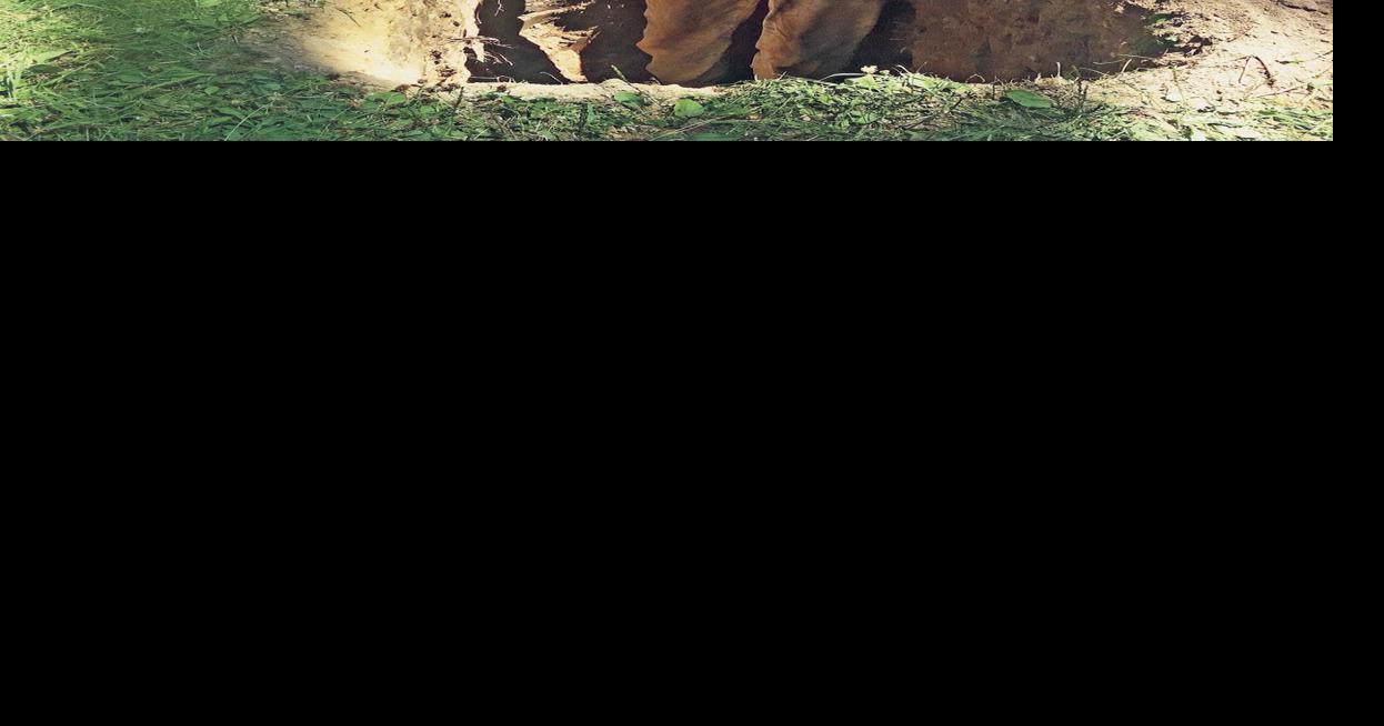 History won’t go to waste: Privy diggers uncover gems from outhouse ...