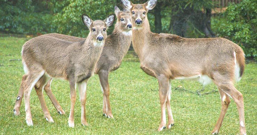 Talking deer collisions with University of Minnesota | Outdoors ...