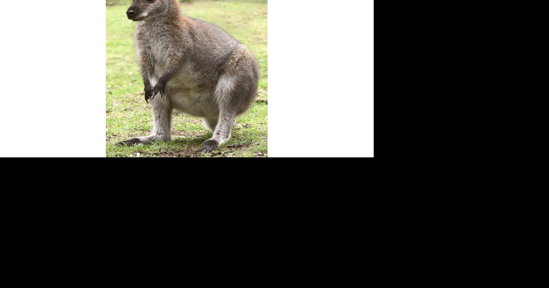 Crikey! Council declines to change animal ordinance | News | isanti ...