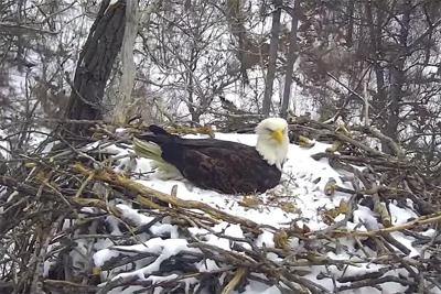Raptor love: A look inside the nest of two Minnesota bald eagles ...