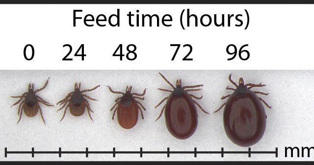 Be on the lookout for ticks as spring season approaches | News | isanti ...