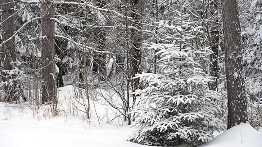 Winter wonderland: How trees survive the cold | Outdoors | isanti ...